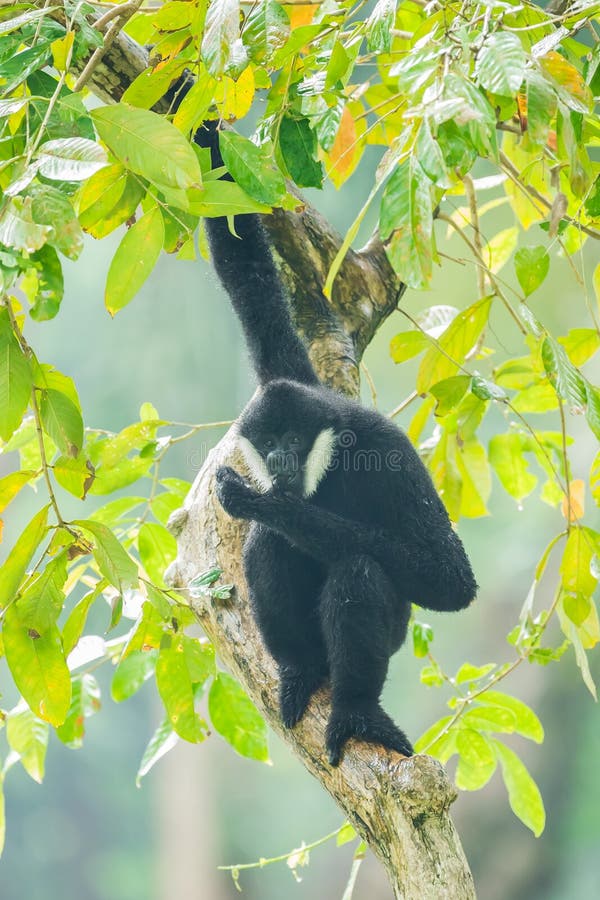 Famille Des Singes Blancs-cheeked De Gibbon Dans L'arbre Image stock ...