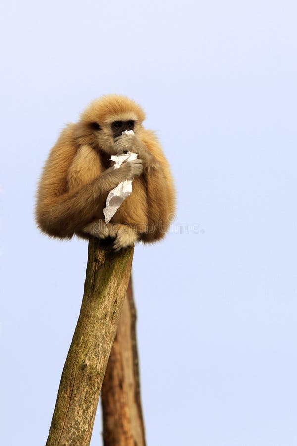 Gibbon Remis Blanc Se Reposant Dans Un Baril Photo stock - Image du ...