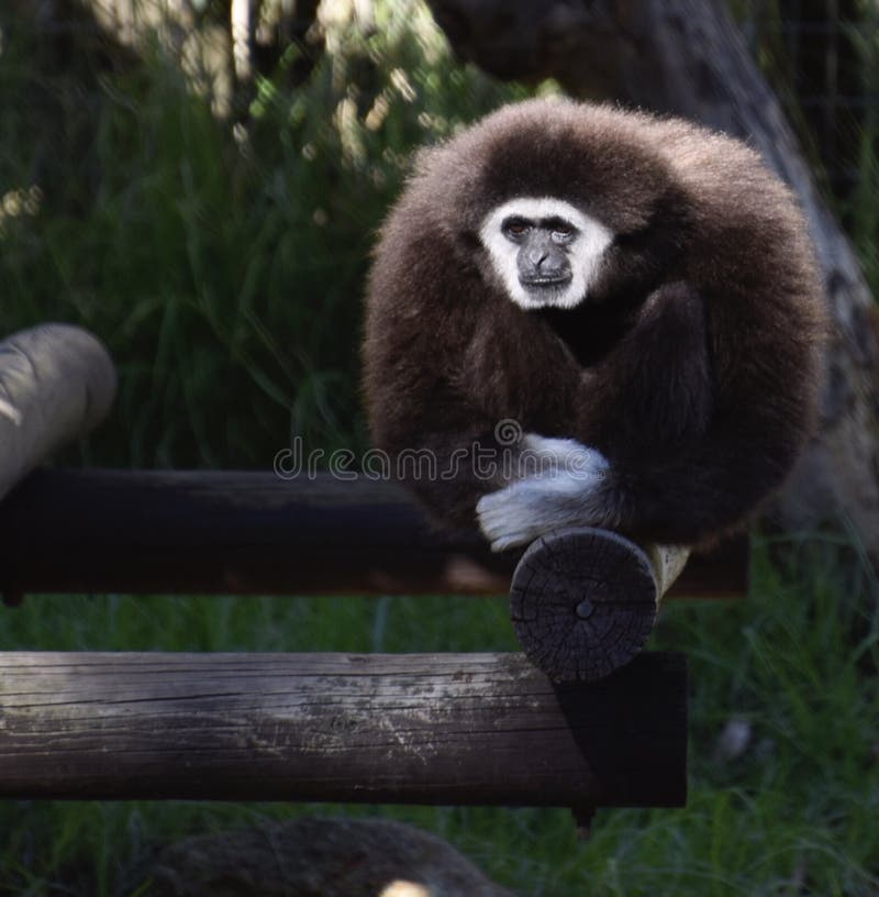 2,024 Gibbon Face Photos - Free & Royalty-Free Stock Photos from Dreamstime