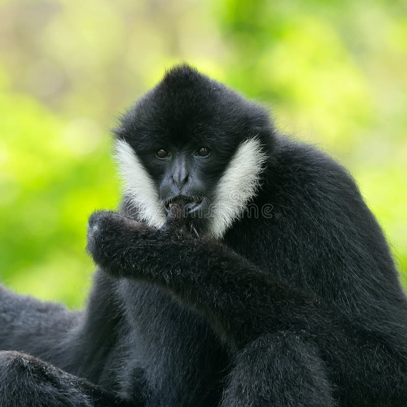 Macaco Branco-Cheeked Do Gibbon Imagem de Stock - Imagem de outdoor ...