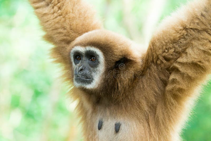 Gibbon close- up face stock photo. Image of shaggy, length - 263395102