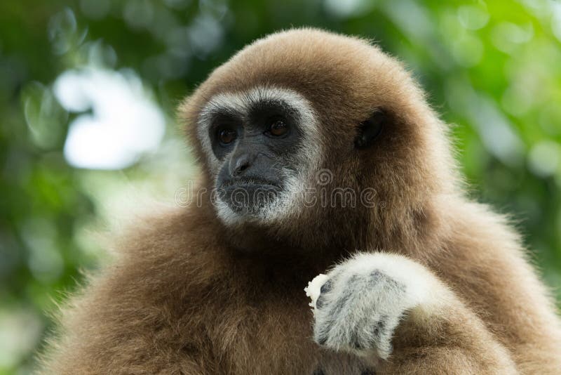 2,024 Gibbon Face Photos - Free & Royalty-Free Stock Photos from Dreamstime
