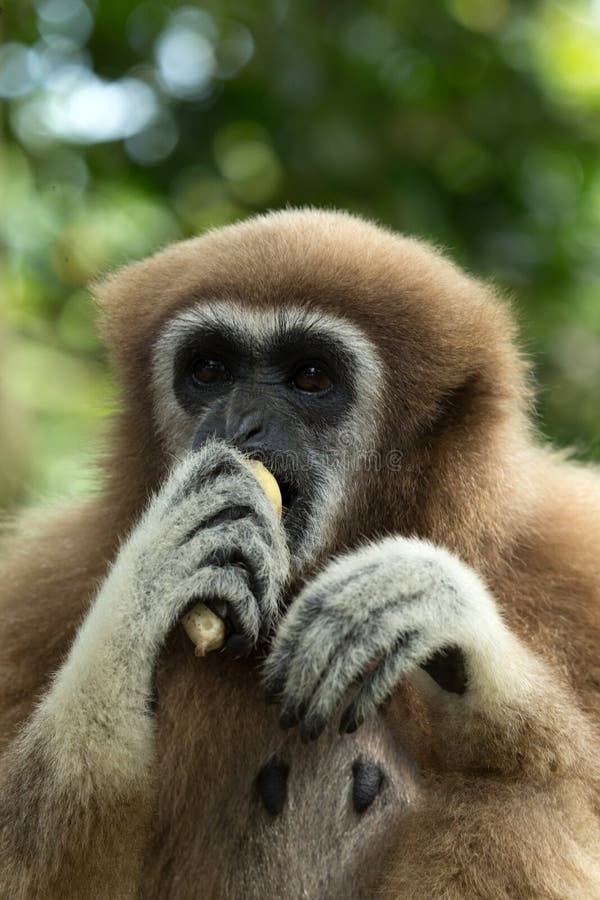 2,024 Gibbon Face Photos - Free & Royalty-Free Stock Photos from Dreamstime