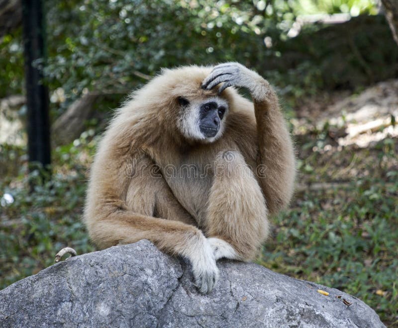 Gibbon stock photo. Image of look, gibbon, asia, ancestor - 88183978