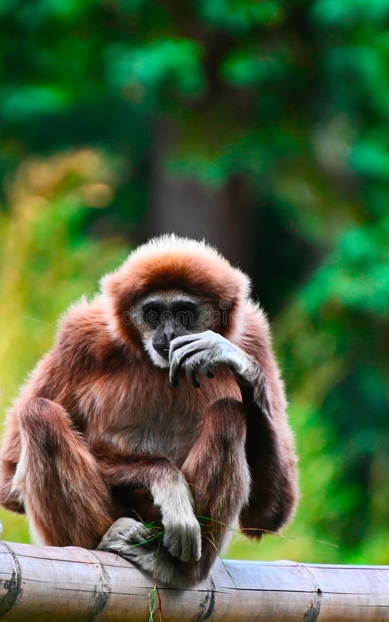 A Gibbon Eating on a Bamboo`s Structure Stock Photo - Image of hairy ...