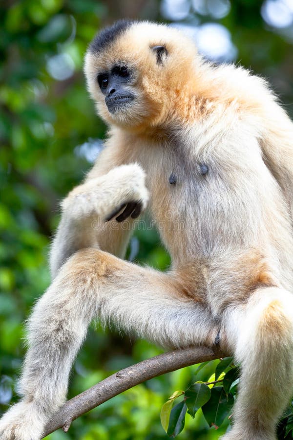 Gibbon of Golden Cheeks, Nomascus Gabriellae Stock Image - Image of ...
