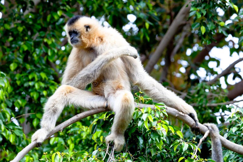 Gibbon of Golden Cheeks, Nomascus Gabriellae Stock Photo - Image of ...