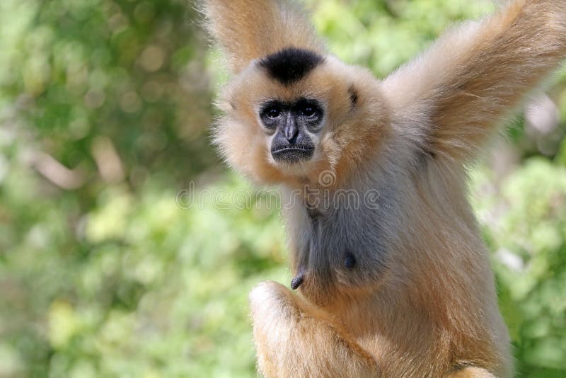 Gibbon stock image. Image of primate, jungle, sumatra - 75326793