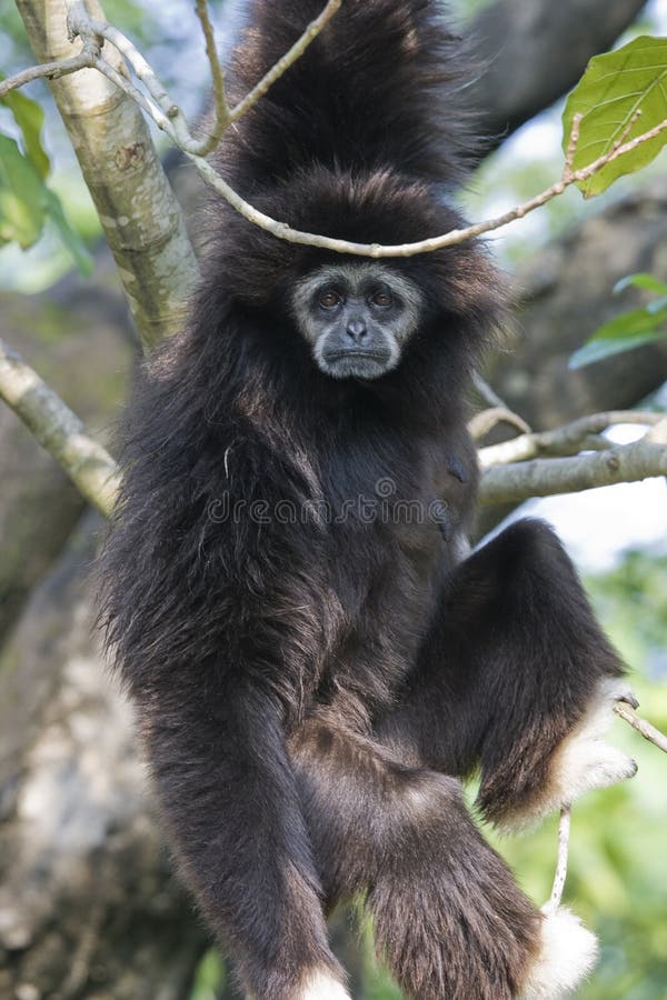 Gibbon Hanging in a Tree stock image. Image of hairy - 12834121