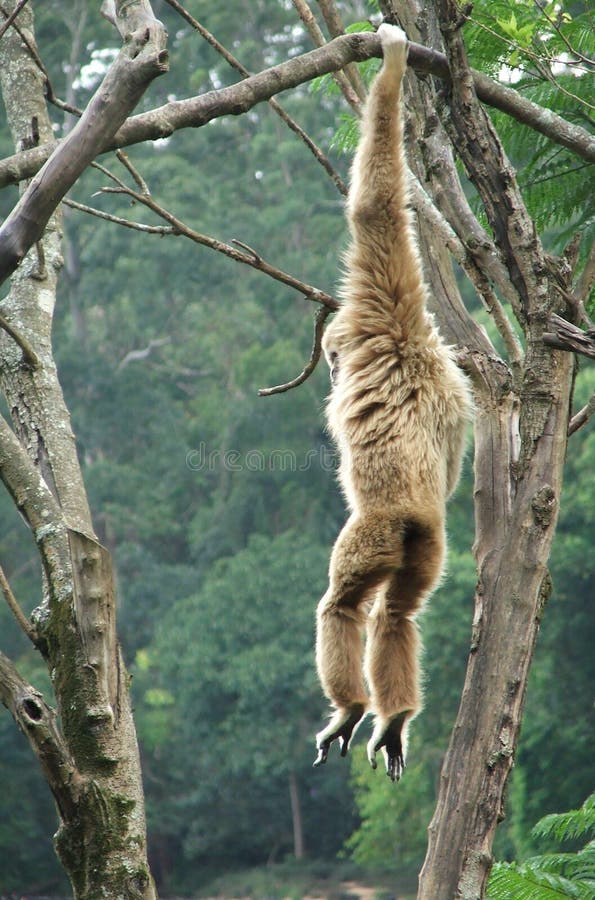 Gibbon Hanging from a Tree Branch Stock Photo - Image of jungle ...