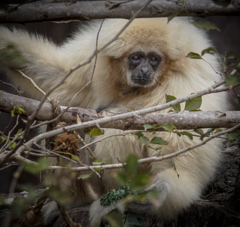 Gibbon hides in the trees stock photo. Image of gibbon - 28816668
