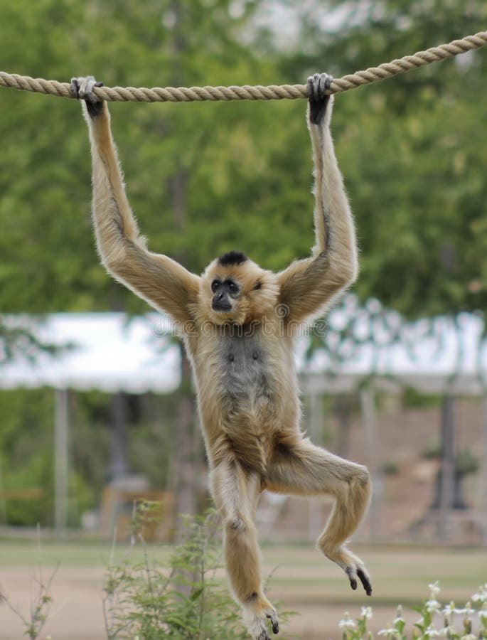 A Gibbon, Hylobates, Hangs from a Rope Stock Image - Image of gibbon ...