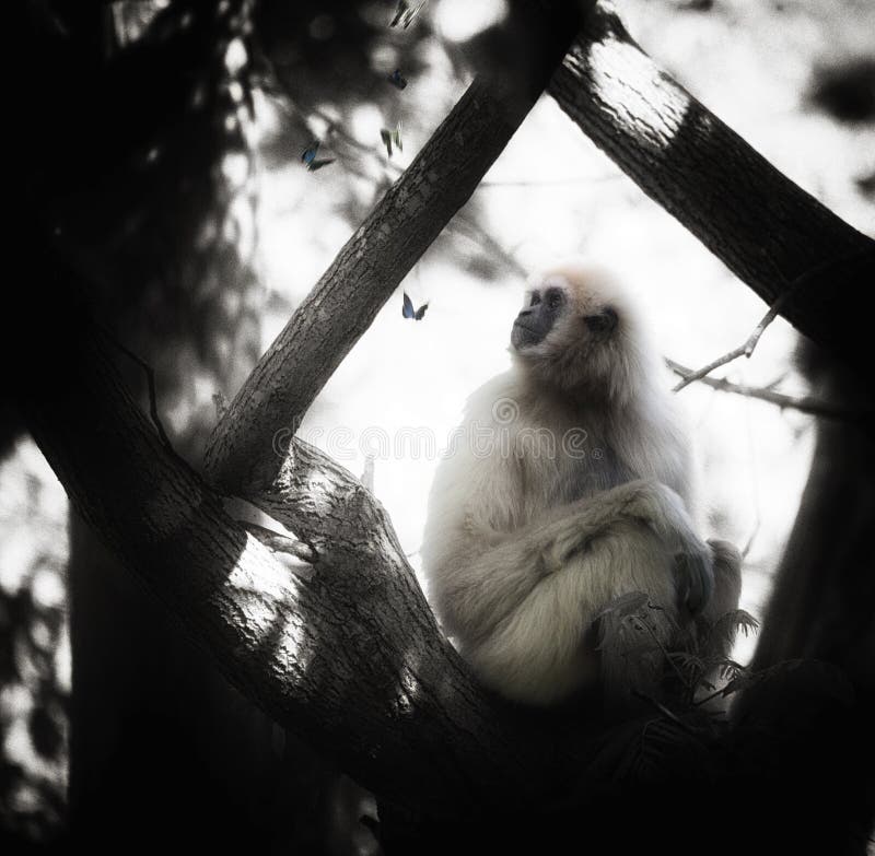 Gibbon Looking at Butterfly Stock Photo - Image of roadside, monkey ... Gibbon Looking at Butterfly Stock Photo - Image of roadside, monkey ...