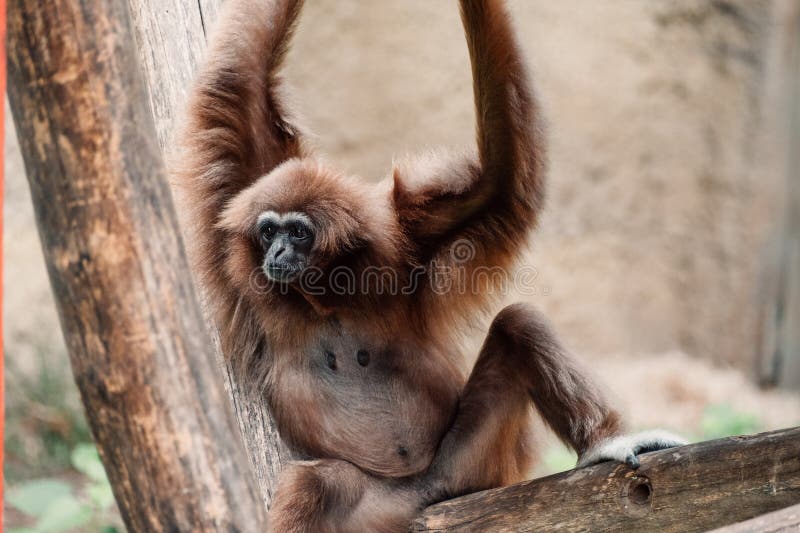 A Gibbon Lounges with Arms Raised, a Perfect Symbol of Carefree ... A Gibbon Lounges with Arms Raised, a Perfect Symbol of Carefree ...