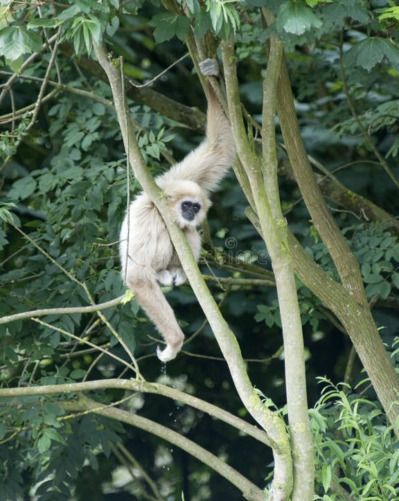 Gibbon Monkey stock photo. Image of swinging, territorial - 15174652