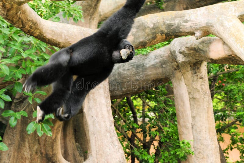 Gibbon monkey stock image. Image of rainforest, siamang - 27425693