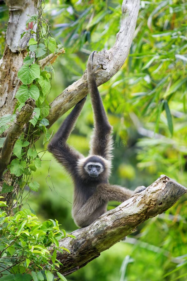 Gibbon Monkey Walking on Rope Stock Photo - Image of black, primates ...
