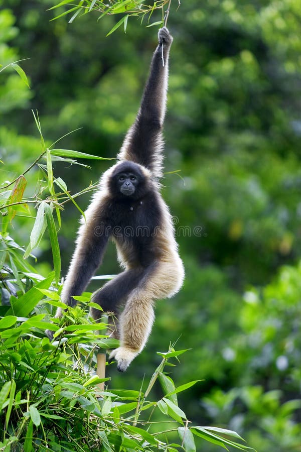Gibbon monkey stock photo. Image of forrest, kinabalu - 9605402