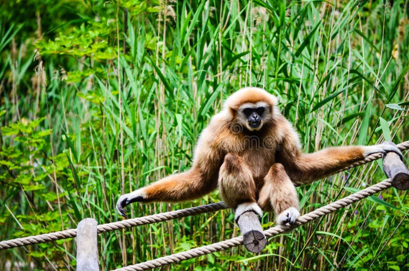 Gibbon monkey stock image. Image of little, adorable - 74347303