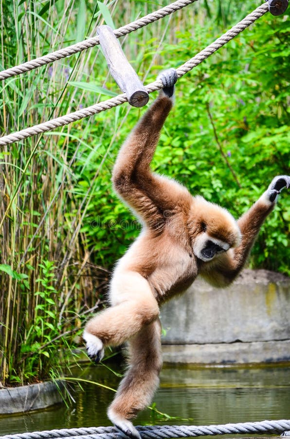 Gibbon monkey stock image. Image of playful, curious - 74347479