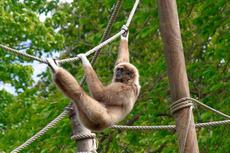 Gibbon monkey stock image. Image of park, common, face - 161855005