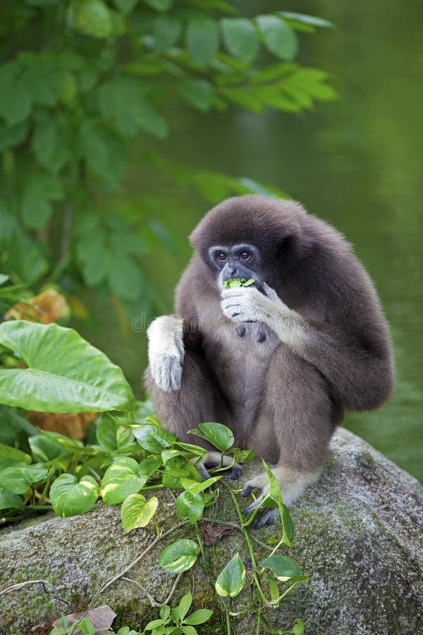 Gibbon monkey stock image. Image of exotic, park, borneo - 11041517