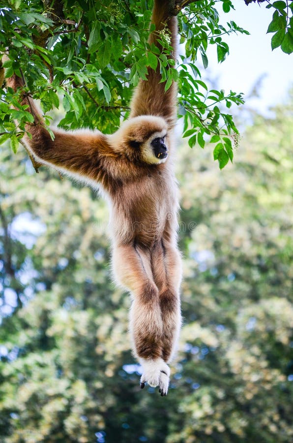 Gibbon monkey stock photo. Image of playing, expectant - 74347338