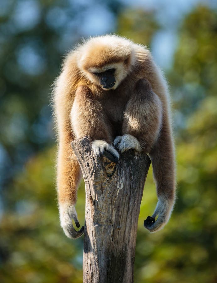 Gibbon monkey stock image. Image of forest, adventure - 85223111