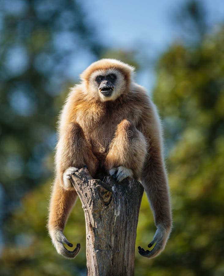 Gibbon monkey stock image. Image of female, simian, forest - 85225683