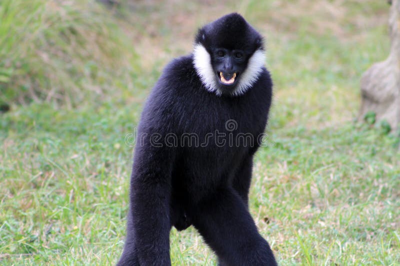 Gibbon Walking