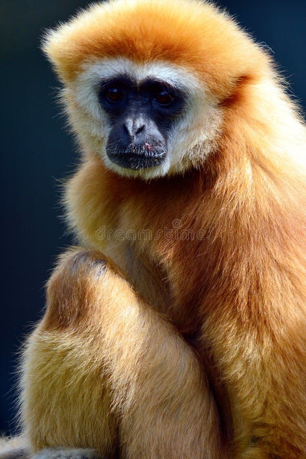 Gibbon monkey stock image. Image of close, sarawak, hiding - 40800775