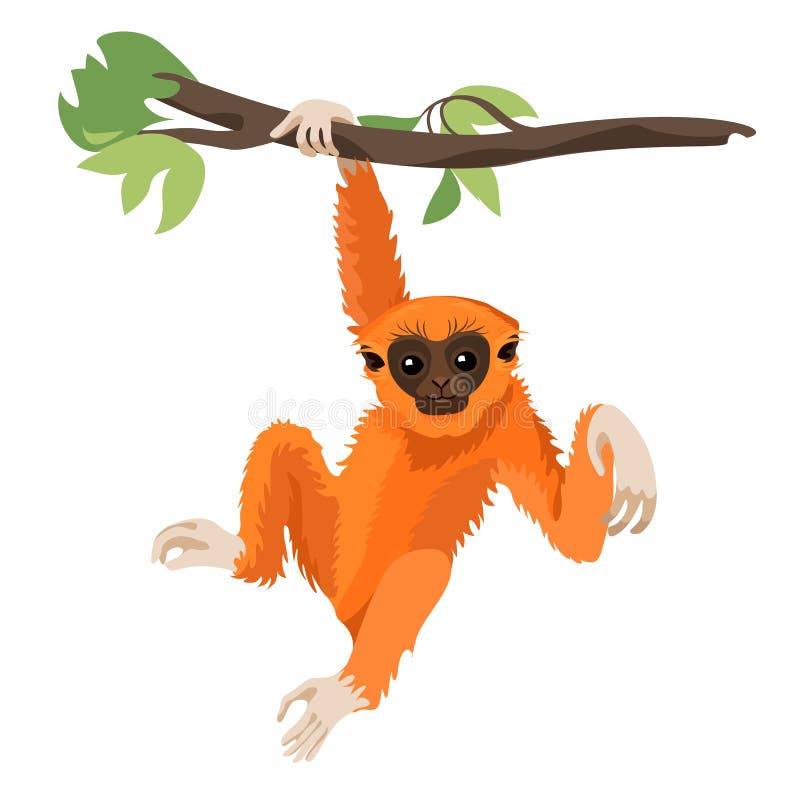 Gibbon Primate Mammal. Monkey in Wildlife Stock Vector - Illustration ...