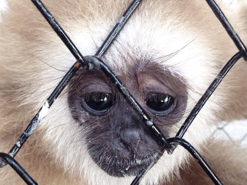 Gibbon sad facing stock photo. Image of facing, gibbon - 52503562