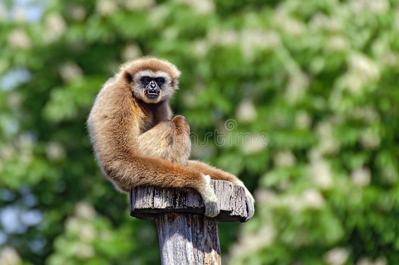 Acaudal Stock Photos - Free & Royalty-Free Stock Photos from Dreamstime