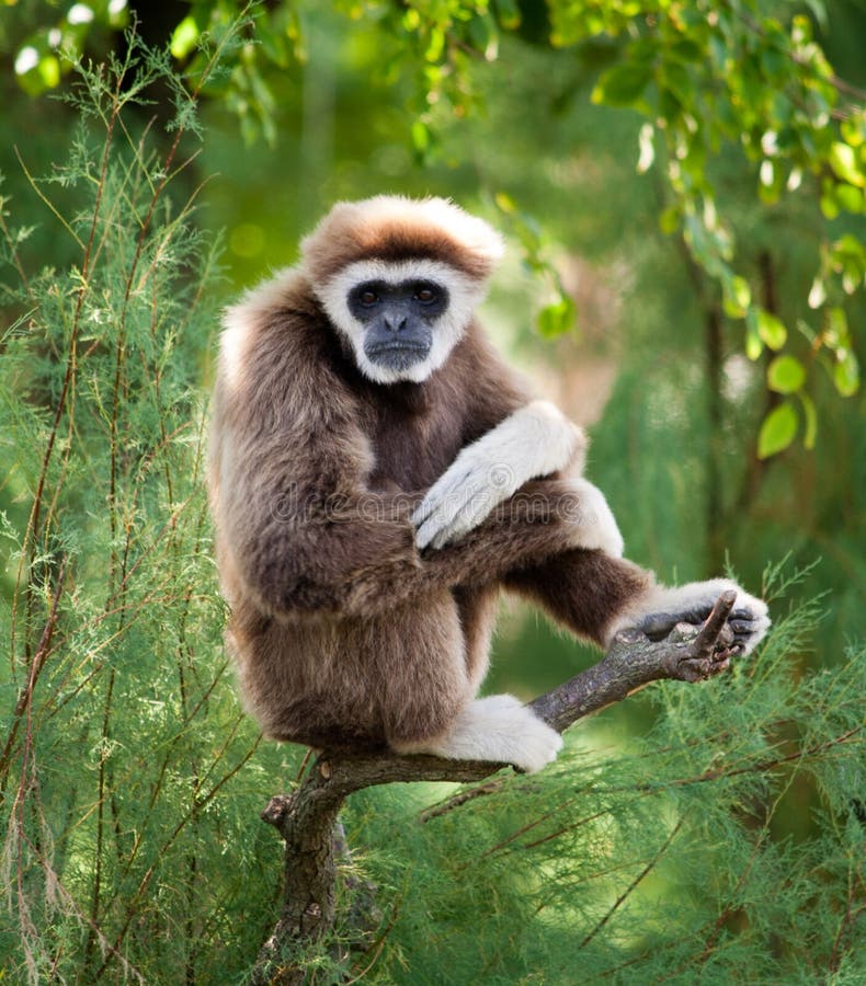 430 Gibbon Hands Stock Photos - Free & Royalty-Free Stock Photos from ...