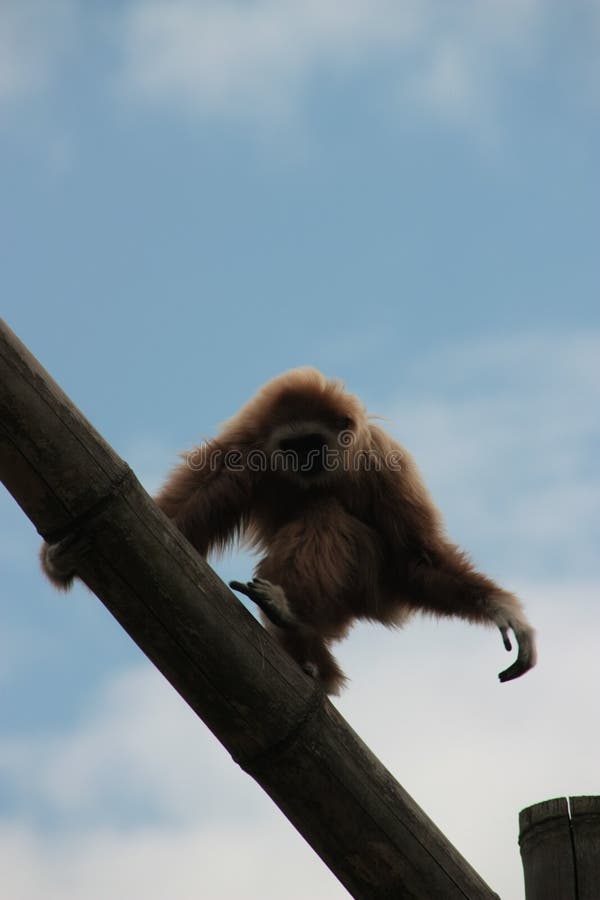 Gibbon Walking