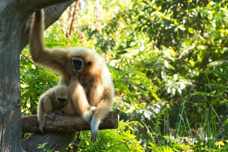 Gibbon White and Black Beautiful. Sitting on Tree Stock Photo - Image ...