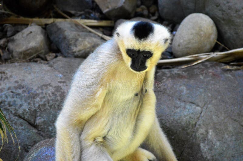 Gibbon stock photo. Image of expression, color, face - 71287654