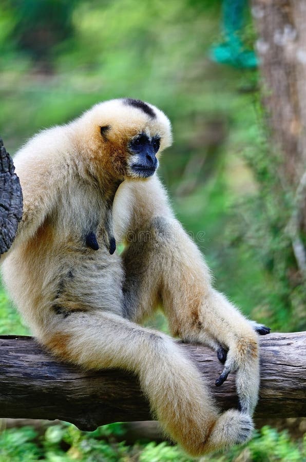 Gibbon stock image. Image of borneo, jungle, primitive - 33711029