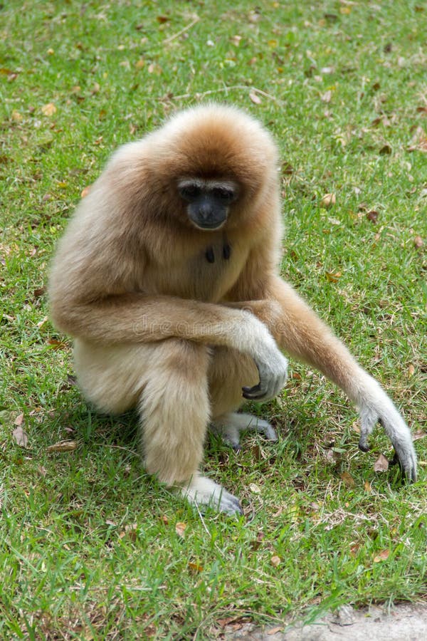 Gibbons imagen de archivo. Imagen de boca, simio, cubo - 85246113