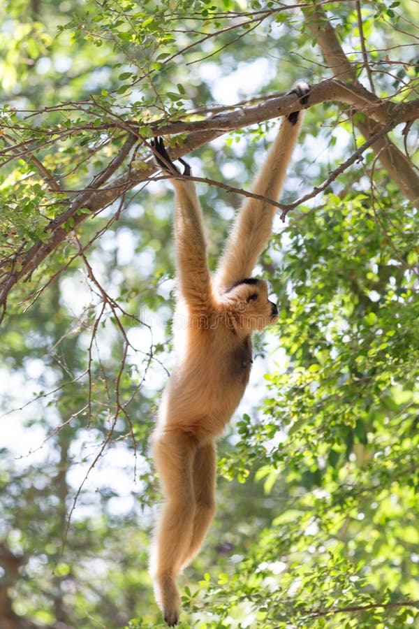 Gibbons playing on tree stock image. Image of pert, white - 224787065