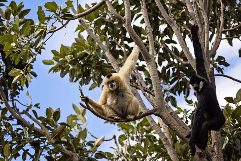 Gibbons in a tree stock image. Image of animals, conservation - 78252805