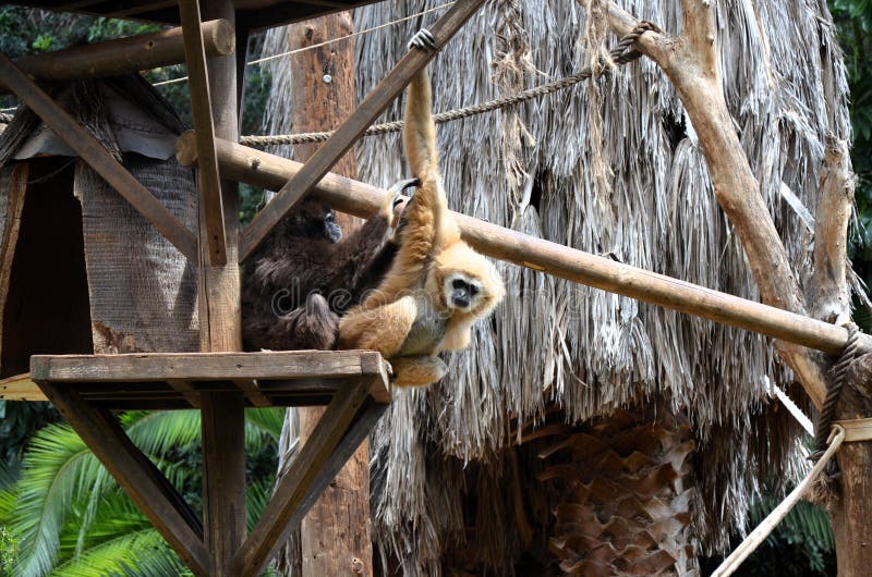 Gibbons at the Zoo in Tenerife Island Stock Photo - Image of black ...