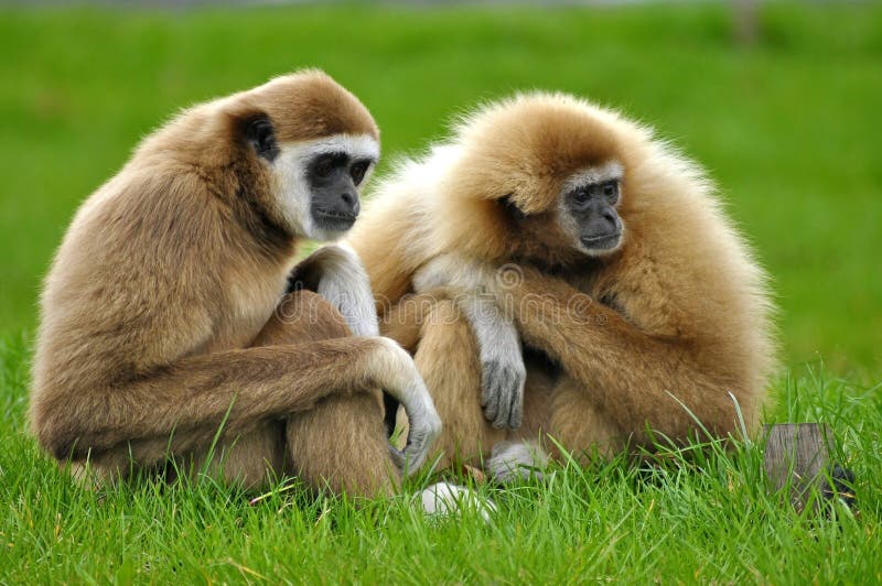 Gibones en hierba verde foto de archivo. Imagen de fondo - 48088042