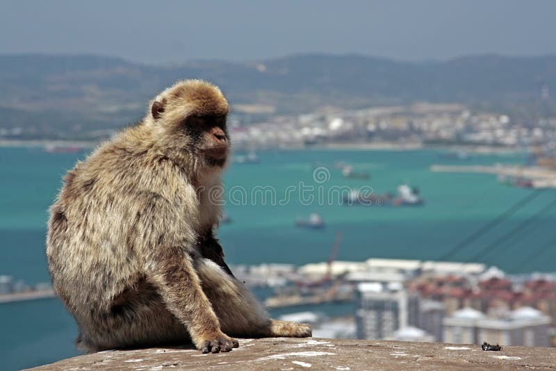 Gibraltar apes stock image. Image of gibraltar, monkey - 5695599