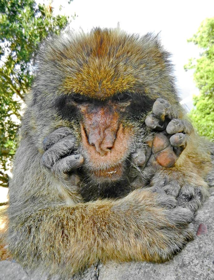 Gibraltar apes stock image. Image of gibraltar, monkey - 5695599