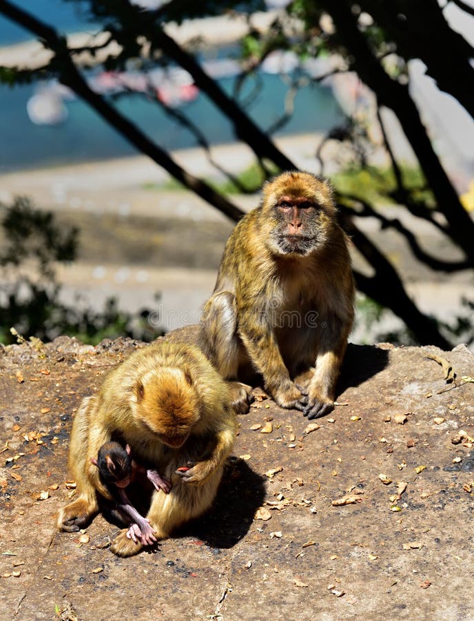 Gibraltar Barbary Macaque Family Stock Photo - Image of sitting, family ...