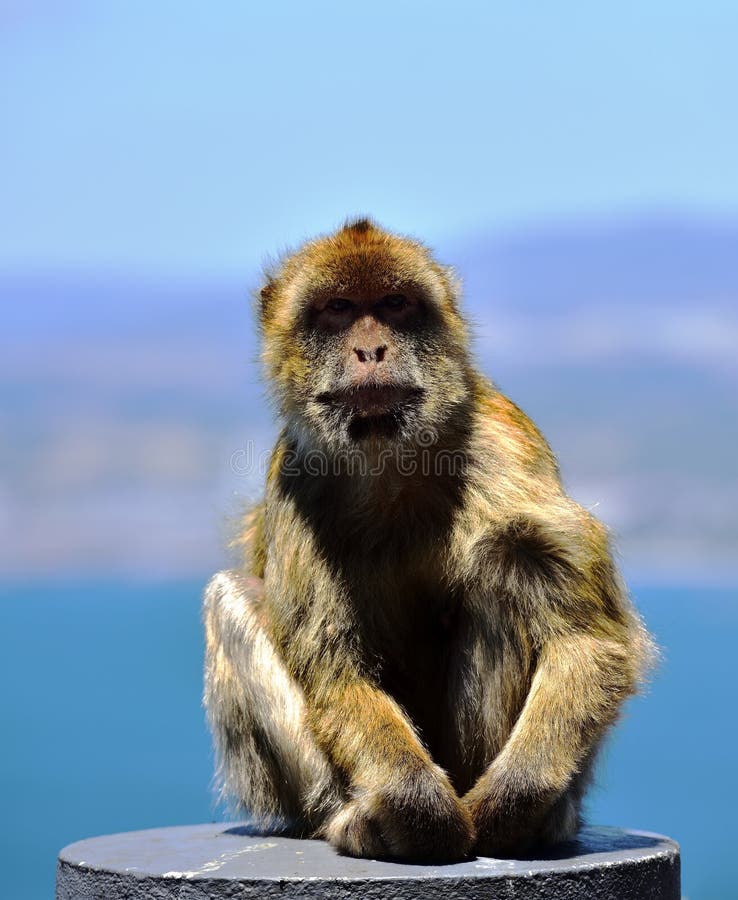 Gibraltar Barbary macaque stock photo. Image of wildlife - 96423018