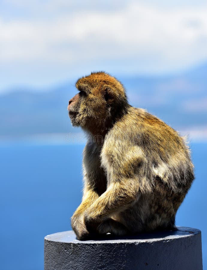 Gibraltar Barbary macaque stock photo. Image of adult - 96423032