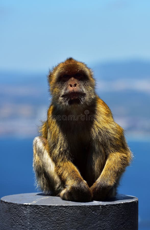 Gibraltar Barbary macaque stock image. Image of barbary - 96423091